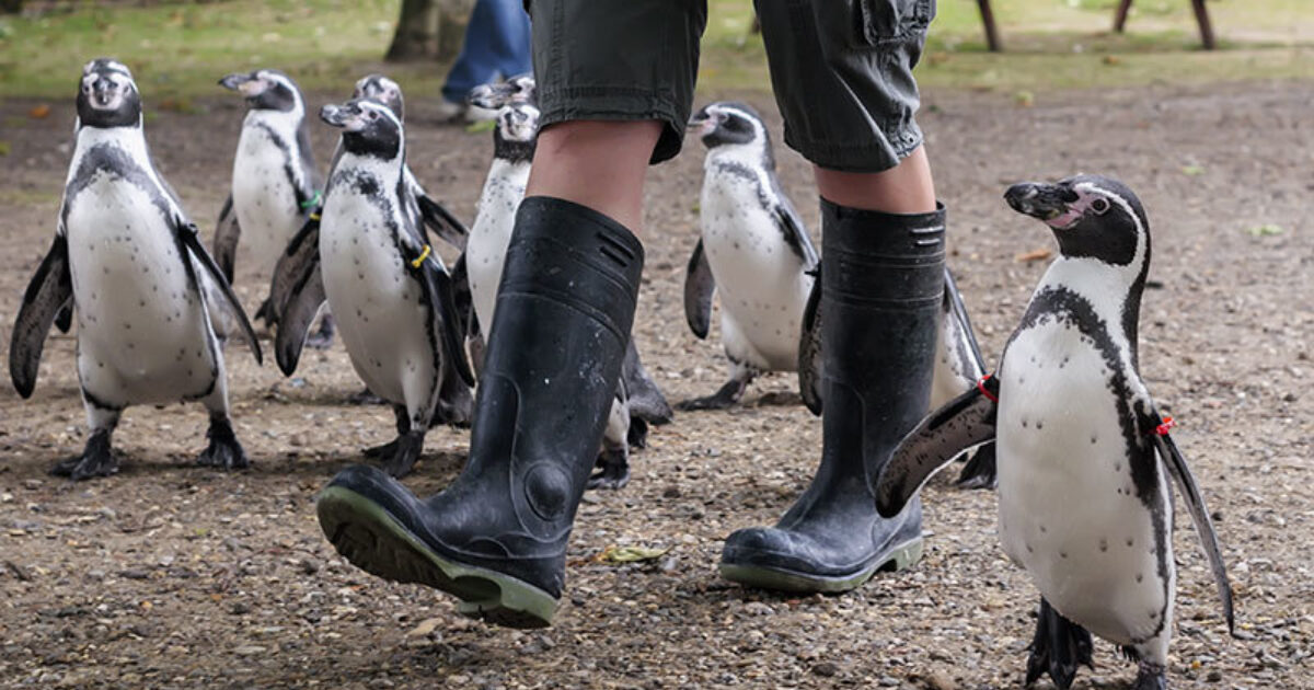 The Welsh Mountain Zoo: A Fun Family Day Out in North Wales